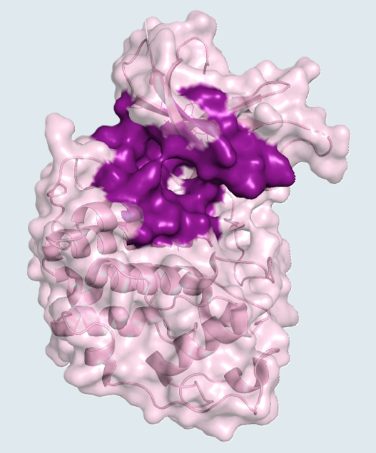 DINC-Ensemble Web Server